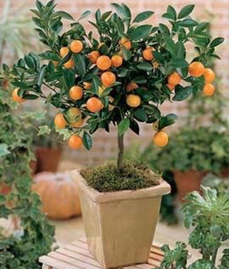 Organic Miniature Orange Tree Seeds, Furniture & Home Living, Gardening ...