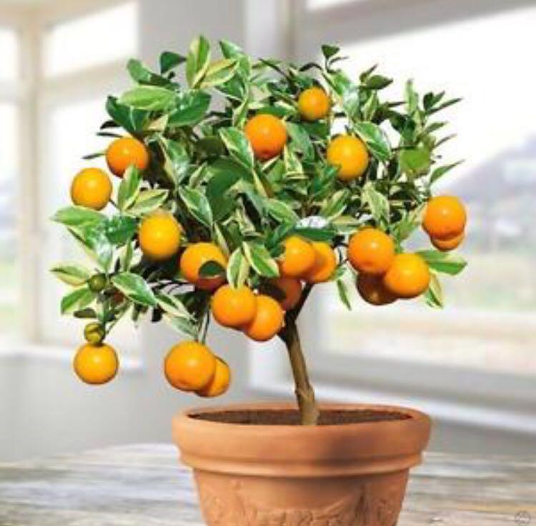 Organic Miniature Orange Tree Seeds, Furniture & Home Living, Gardening ...