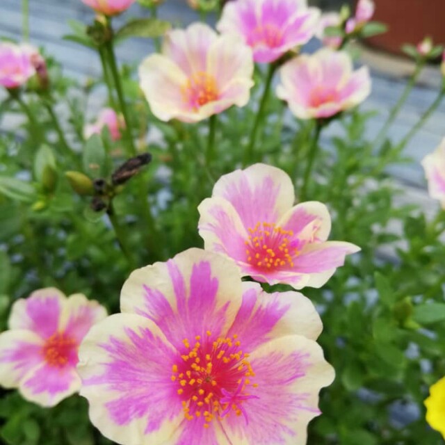 Portulaca, japanese rose, 10 o'clock flowers, Furniture & Home Living ...