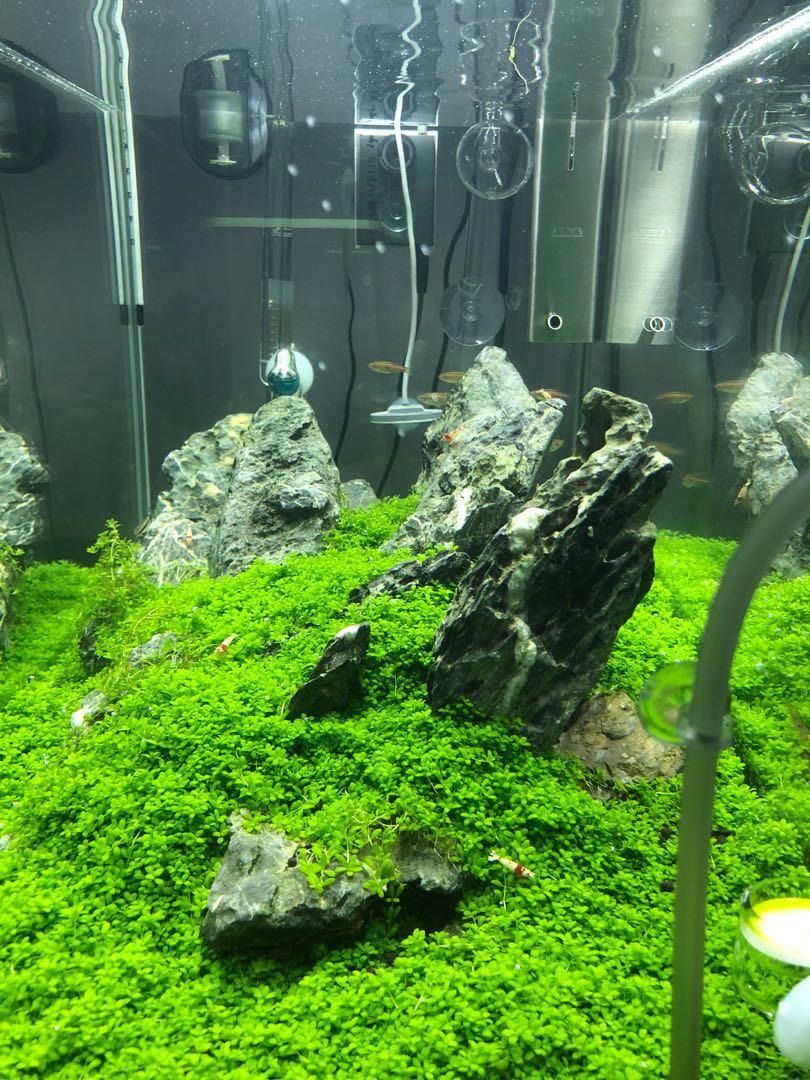 Full ada 60p tank set for sale, Pet Supplies, Homes & Other Pet ...