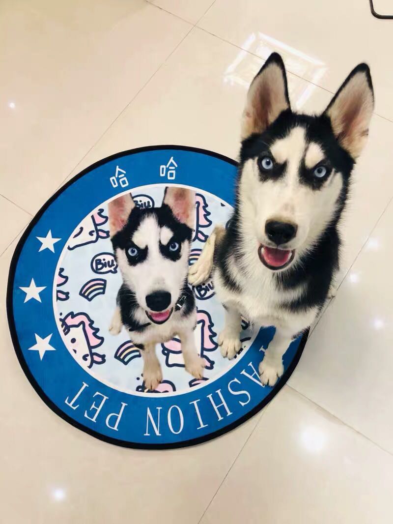 Customised Photo Floor Mat, Pet Supplies, Homes & Other Pet Accessories ...