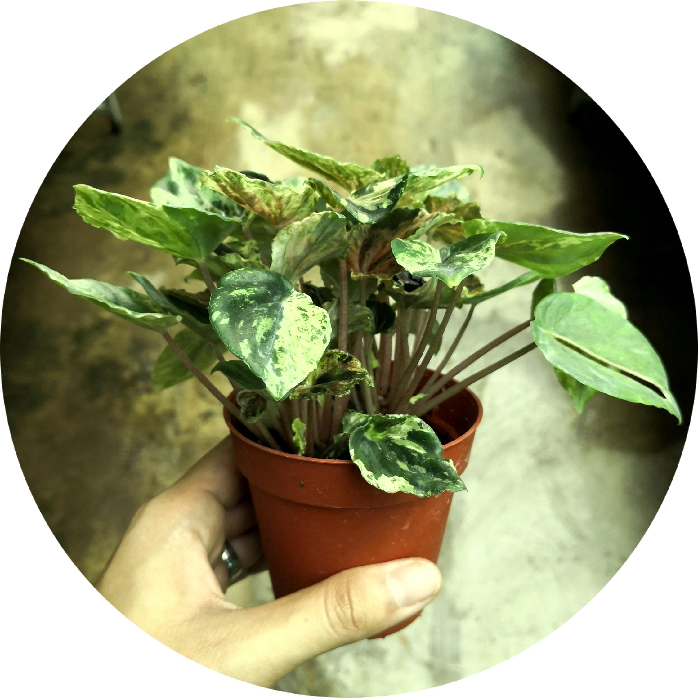 *Last* Peperomia marmorata 'Pink lady', Furniture & Home Living ...