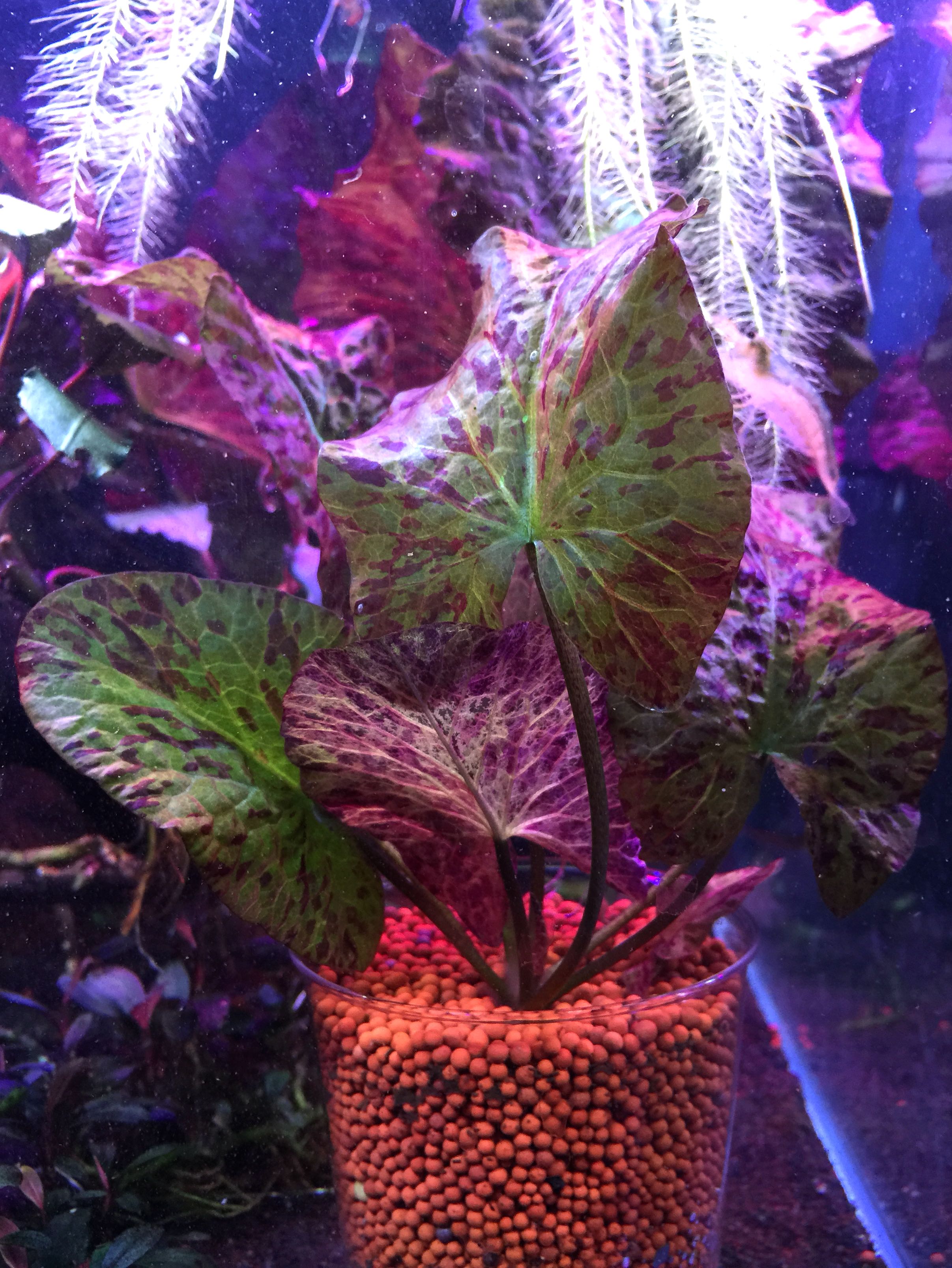 Nymphaea Zenkeri (Red Tiger Lotus), Furniture & Home Living, Gardening ...