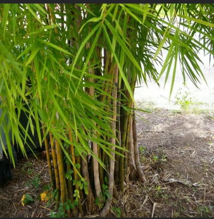 Buluh tumpat, Everything Else, Others on Carousell