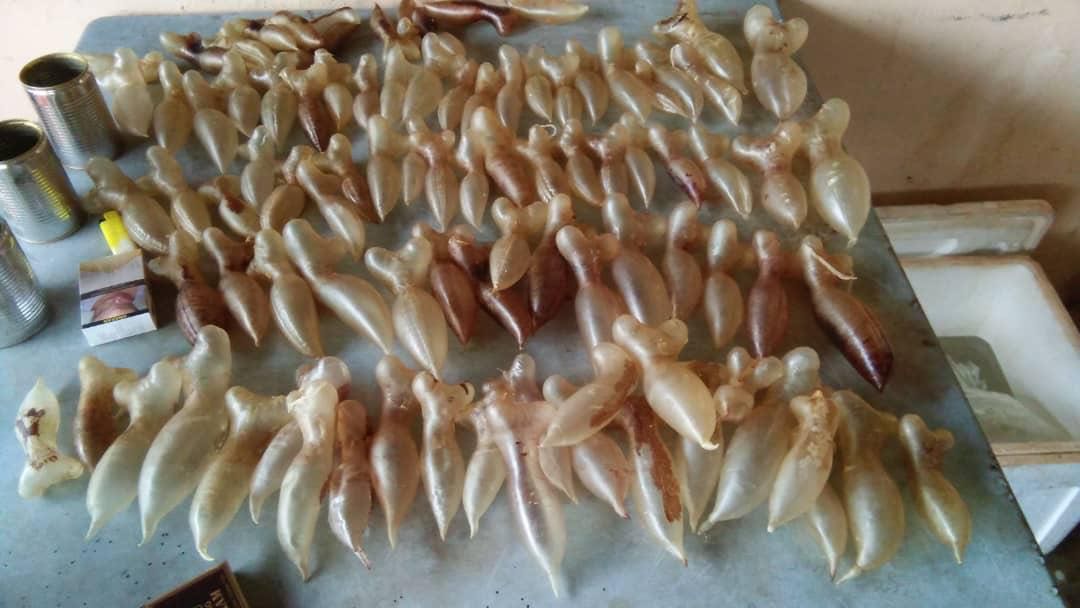 Tirusan - fish maw, Food & Drinks, Chilled & Frozen Food on Carousell