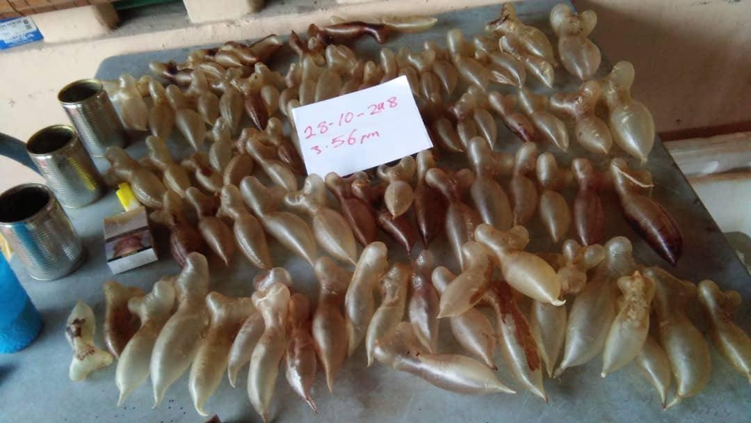Tirusan - fish maw, Food & Drinks, Chilled & Frozen Food on Carousell