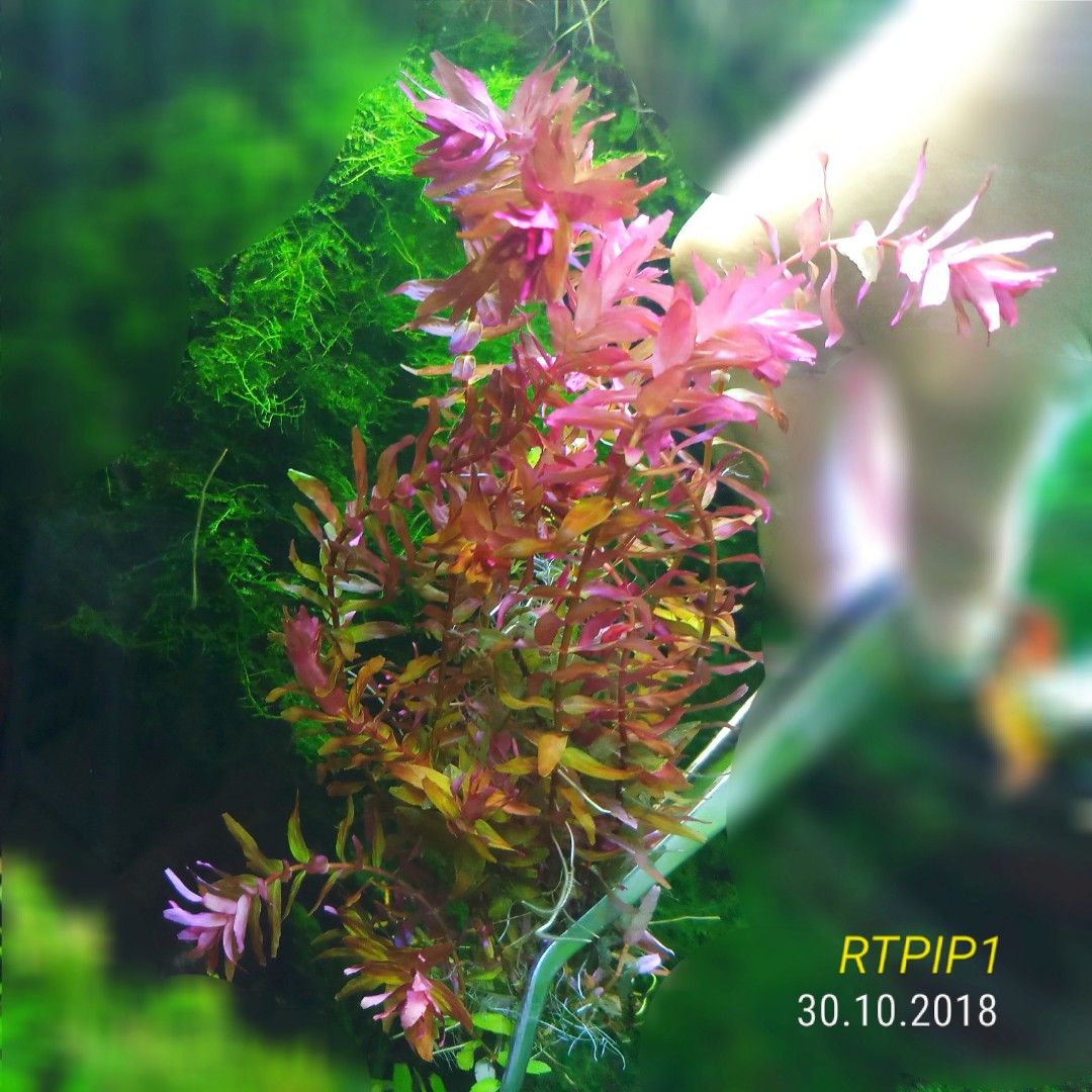 Red Aquatic Plants Rotala HI-RED Aquarium Plants Stem Plants Red Rotala ...