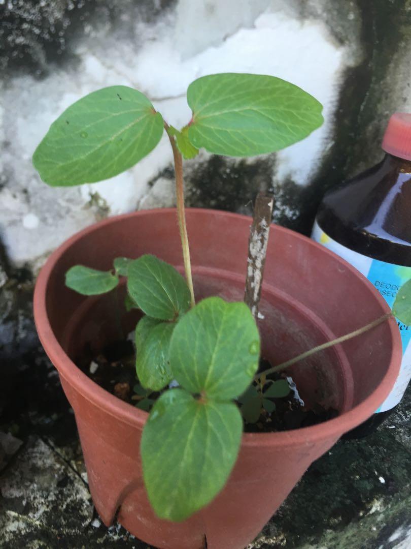 Lady finger rare red Color seedlings, Furniture & Home Living ...