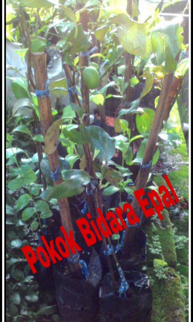 Pokok Epal Bidara