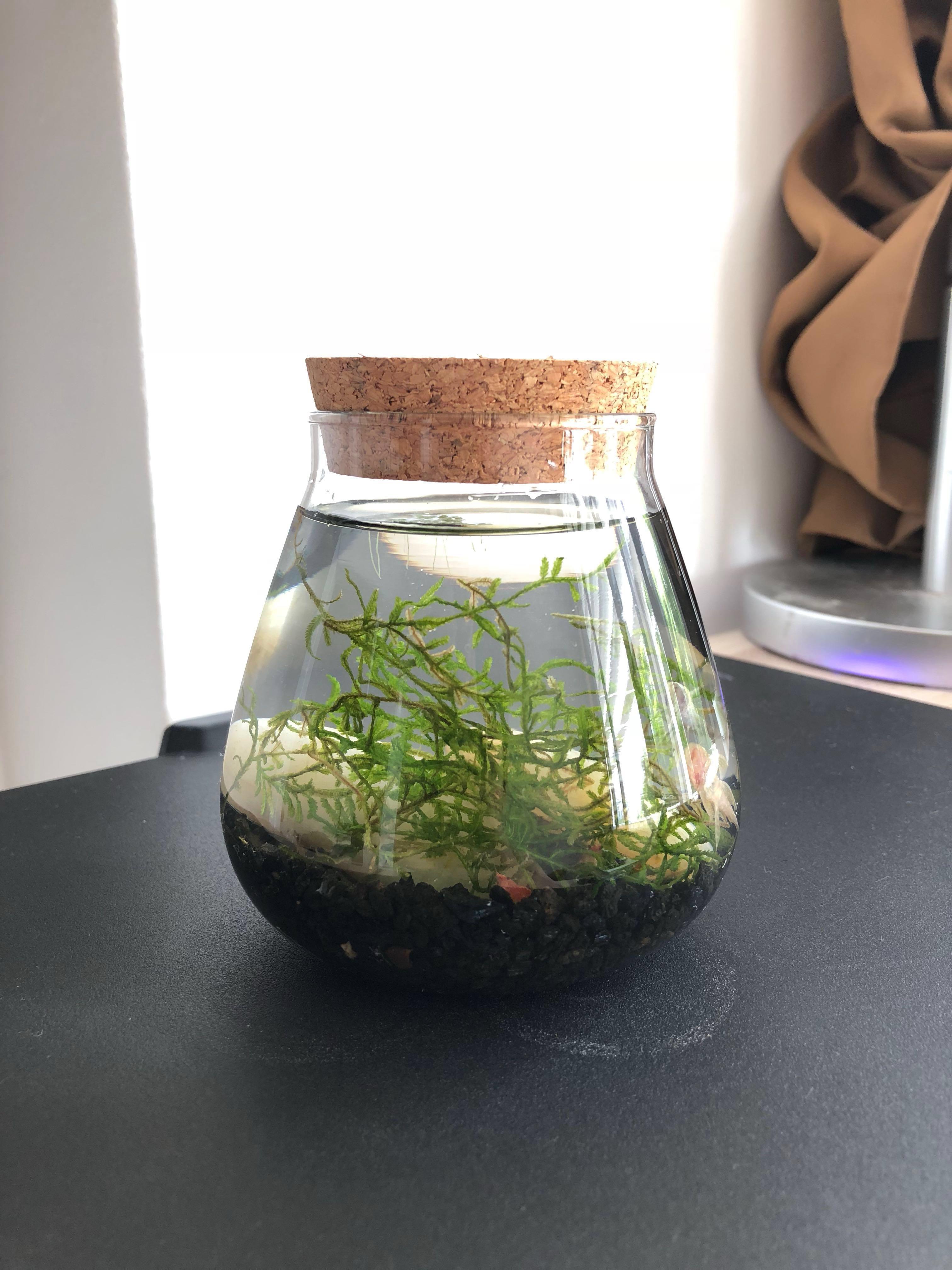 Self Sustaining Ecosystem Terrarium Gardening Plants On Carousell self-sustaining-ecosystem-terrarium-gardening-plants-on-carousell