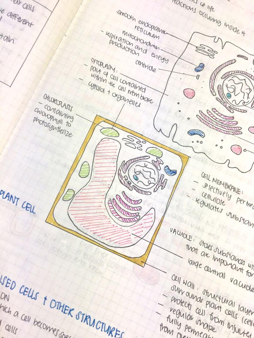 RGS LOWER SECONDARY SCIENCE HANDWRITTEN NOTES, Hobbies & Toys, Books ...