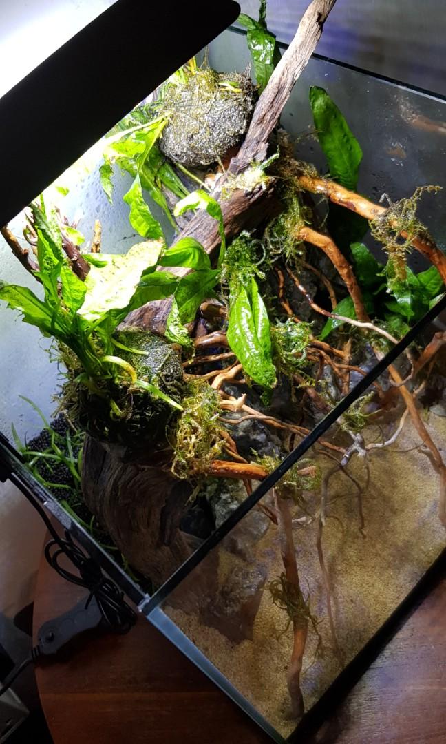 Amazon Theme Aquascape Fish/Shrimp Tank, Pet Supplies, For Fish, Fish ...