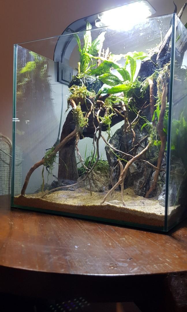 Amazon Theme Aquascape Fish/Shrimp Tank, Pet Supplies, For Fish, Fish ...
