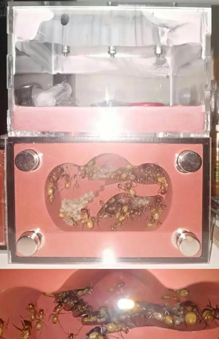 Ceramic ant nest/outworld S, Pet Supplies, Homes & Other Pet ...