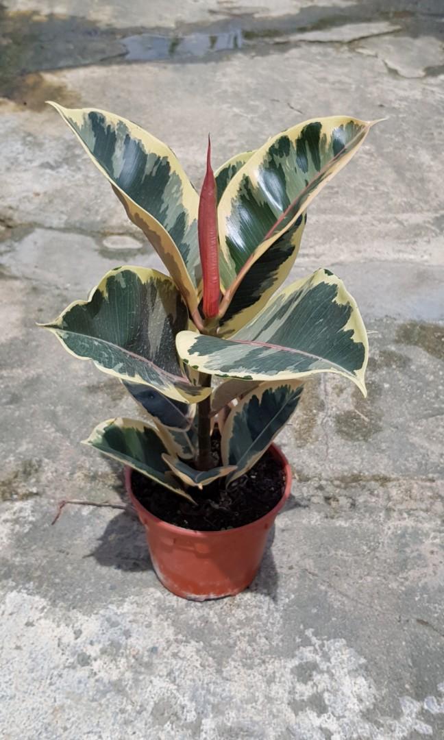 Variegated Ficus Elastica Tineke / Rubber Plant ($16.90/$18.90/$38 ...