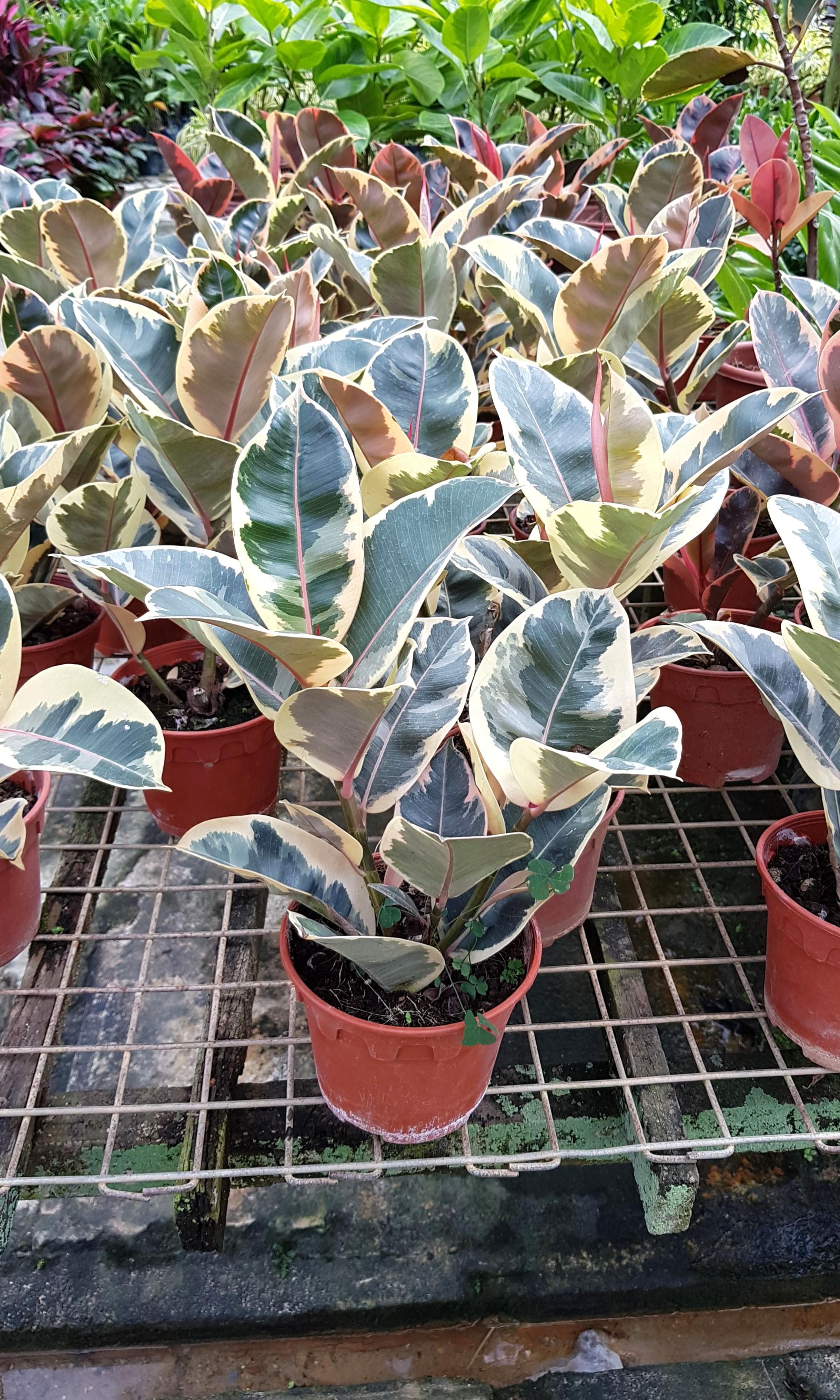 Variegated Ficus Elastica Tineke / Rubber Plant ($16.90/$18.90/$45 ...