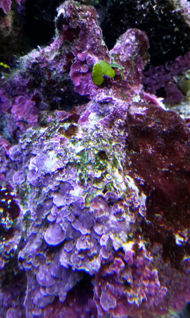 Reef rock, marine live rock, coral rock, Furniture & Home Living ...