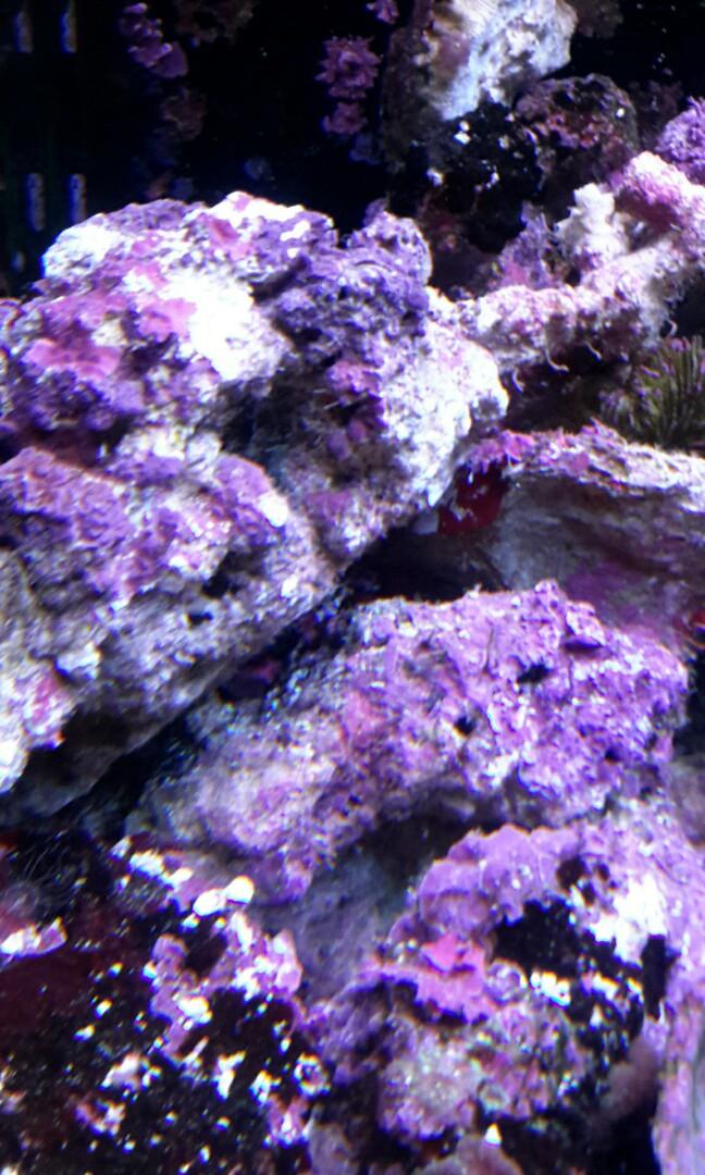 Reef rock, marine live rock, coral rock, Furniture & Home Living ...