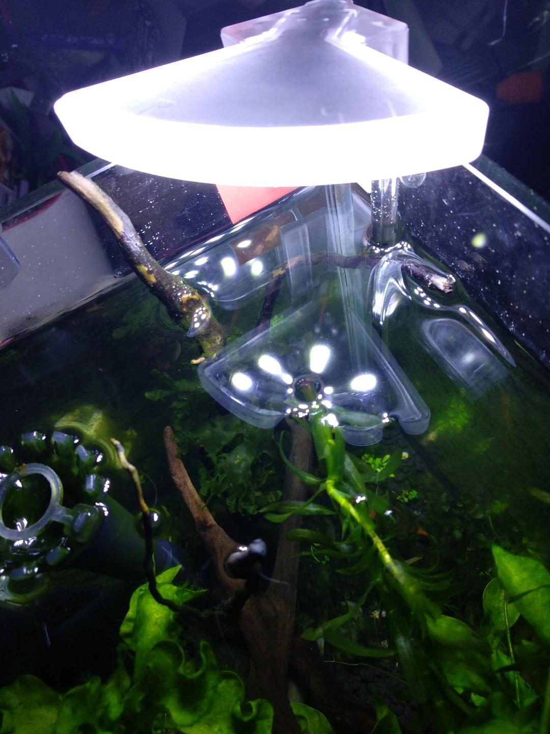 USB Betta Tank LED Light Corner, Pet Supplies, Homes & Other Pet ...