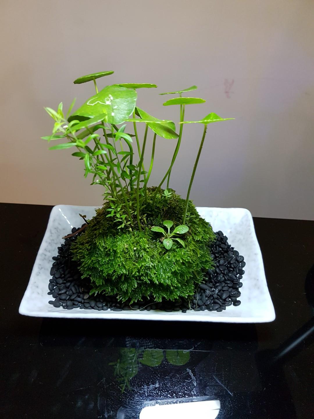 Wabi Kusa, Indoor Plants, Office Plants, Aquatic , Gift, Terrarium, Hydroponics , Moss Ball ...