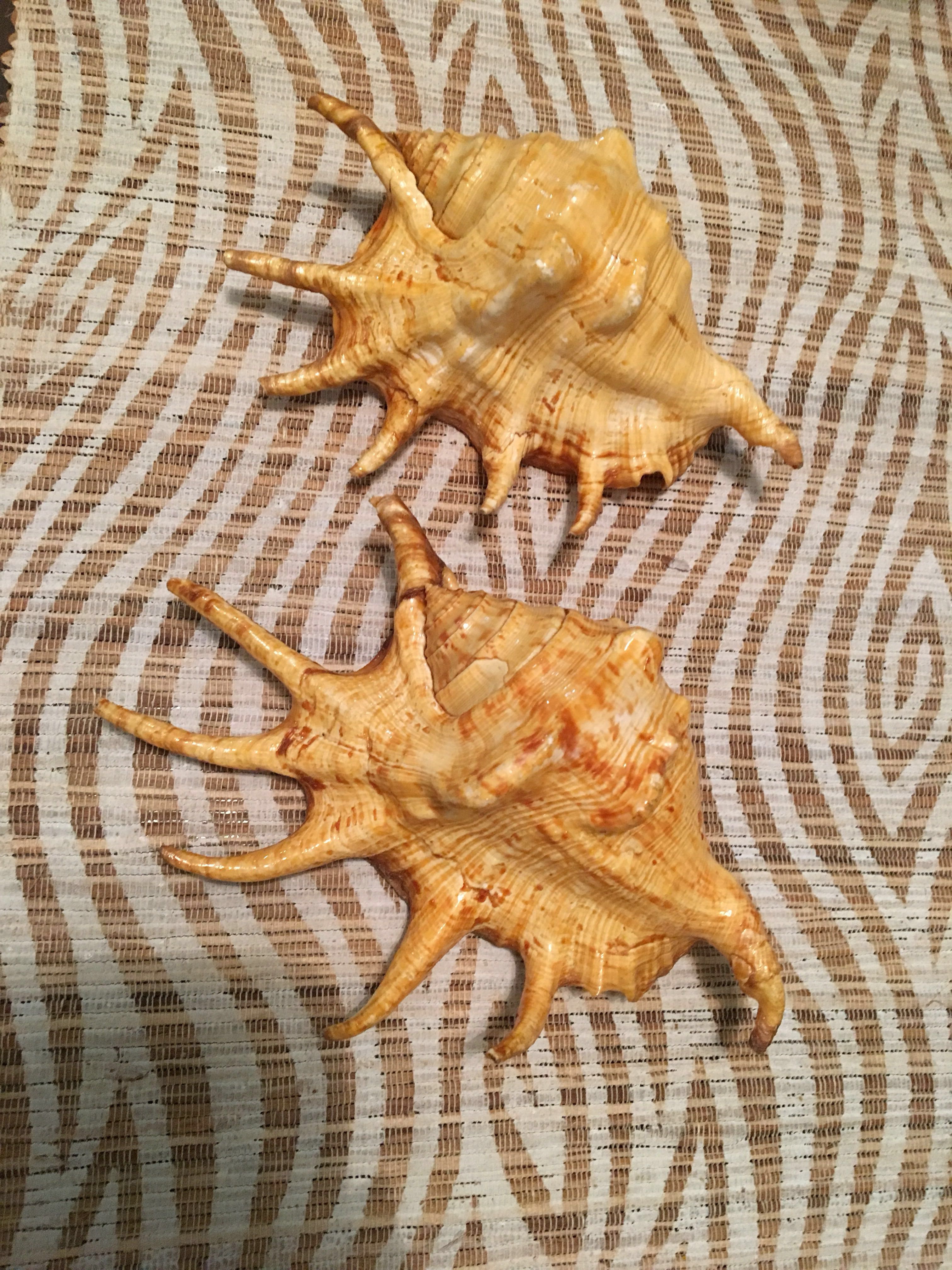 Huge Sea Shells- from Mauritius, Furniture & Home Living, Home Decor ...