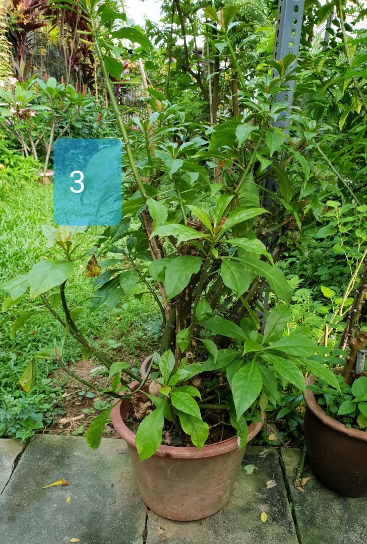 Herb - Seven Star Needle/七星针, Furniture & Home Living, Gardening ...