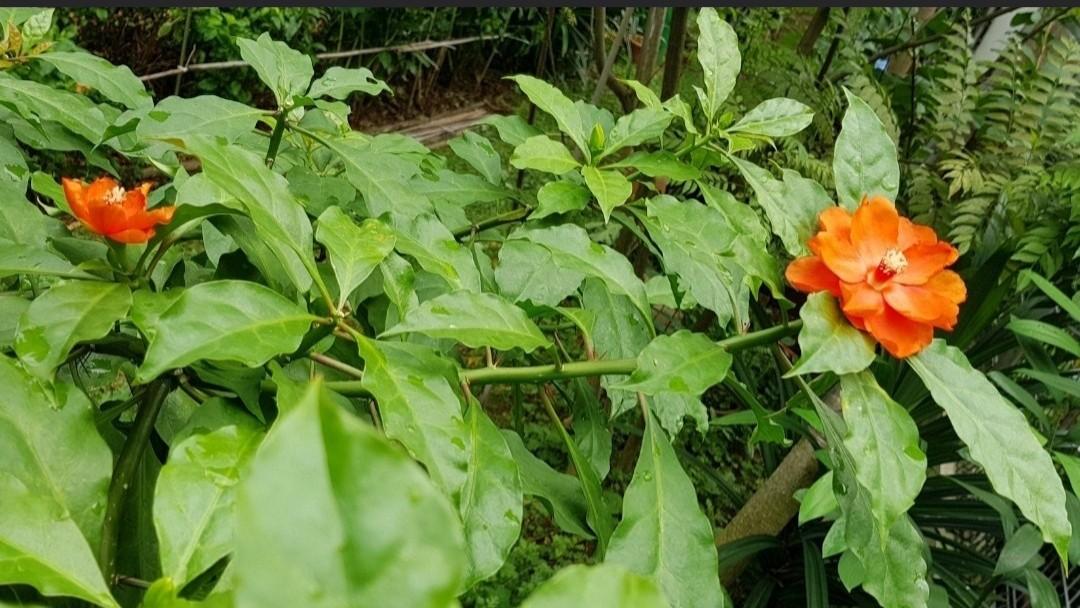 Herb - Seven Star Needle/七星针, Furniture & Home Living, Gardening ...