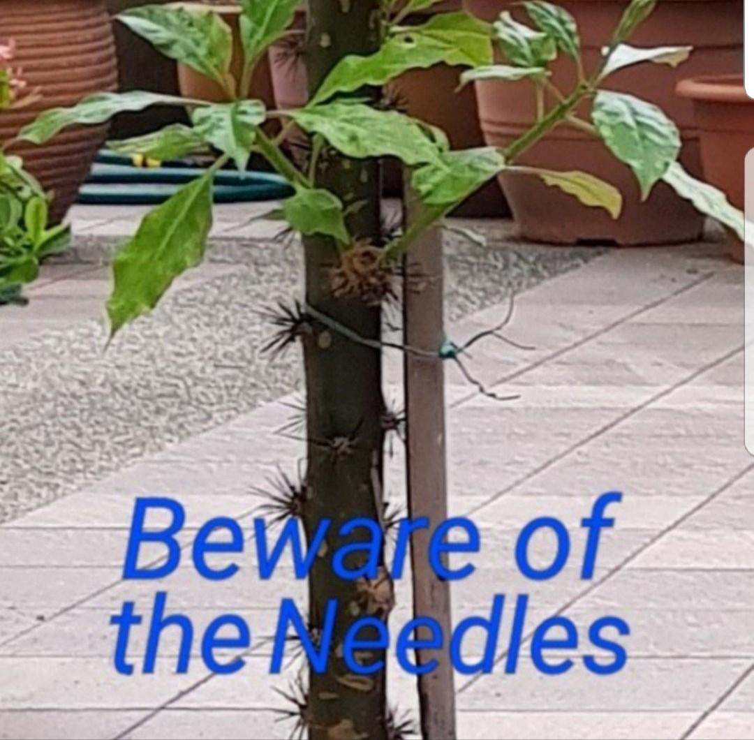 Herb - Seven Star Needle/七星针, Furniture & Home Living, Gardening ...