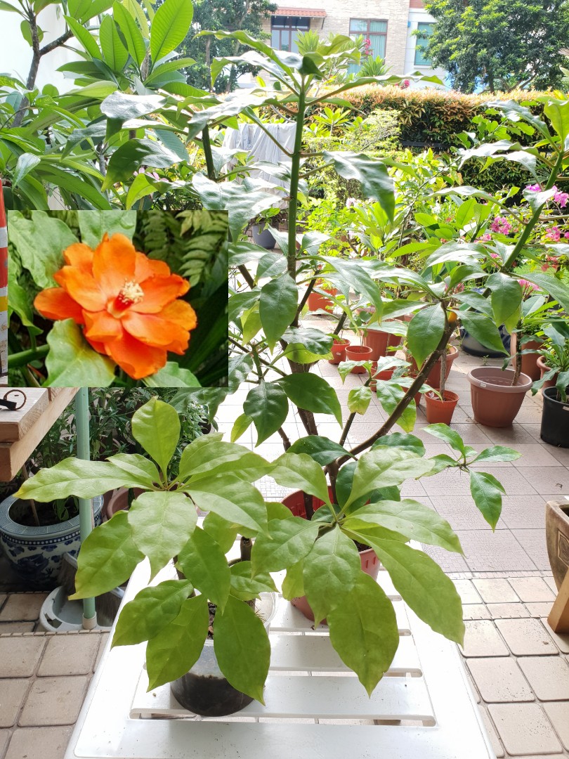 Herb - Seven Star Needle/七星针, Furniture & Home Living, Gardening ...