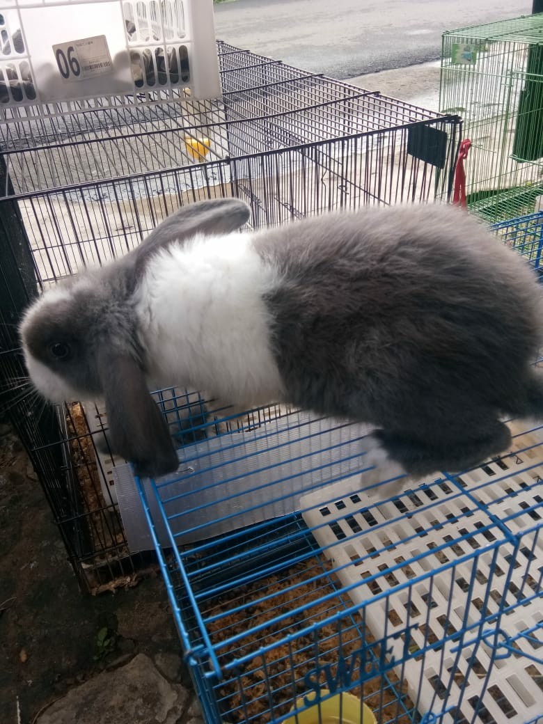 Kelinci dutch jantan, Perlengkapan Hewan, Makanan Hewan di Carousell