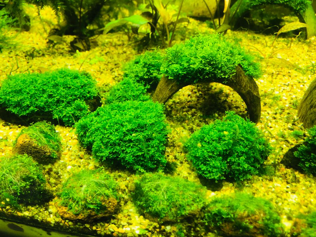 Mini pelia / Coral moss, Gardening, Plants on Carousell