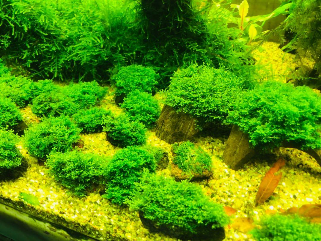 Mini pelia / Coral moss, Gardening, Plants on Carousell