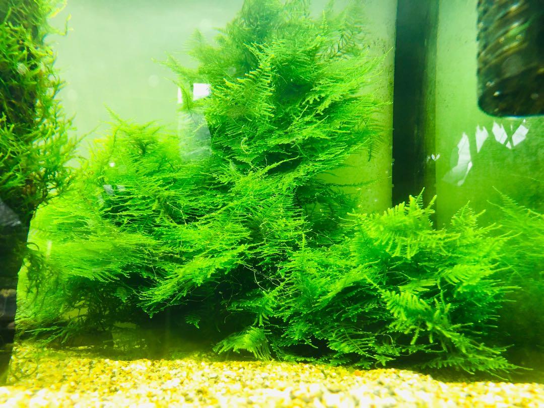 Moss aquarium Christmas Xmas, Furniture & Home Living, Home Decor ...