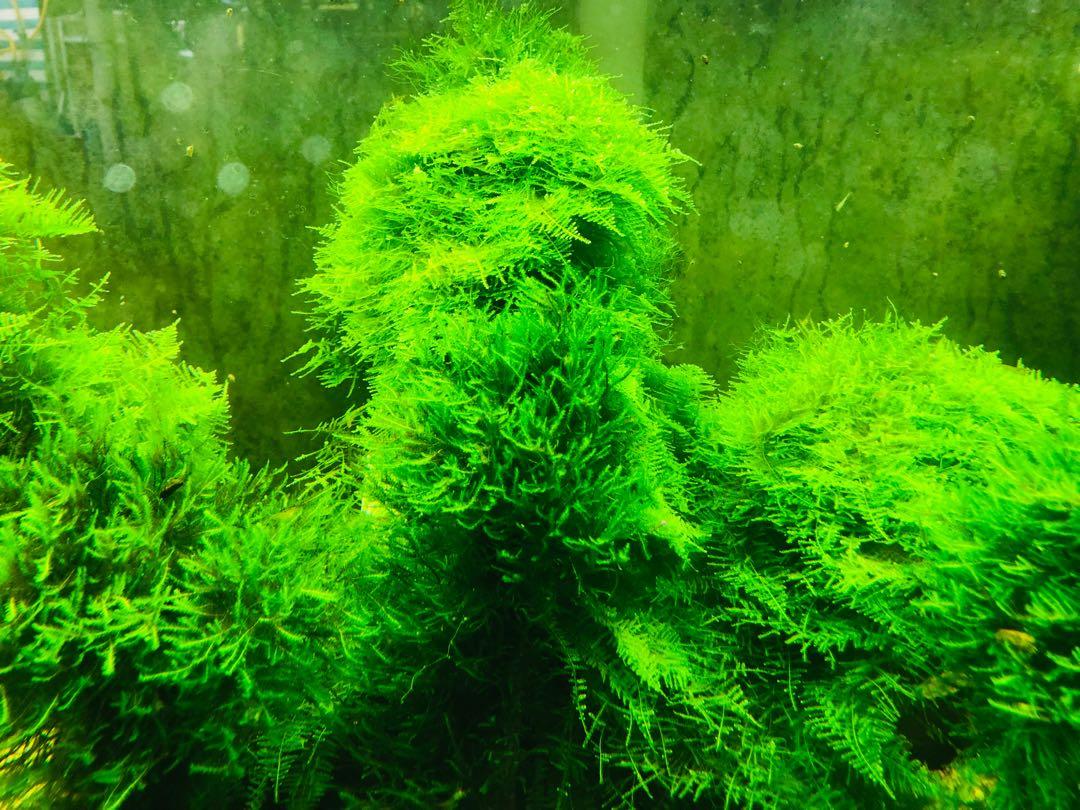 Moss aquarium Christmas Xmas, Furniture & Home Living, Home Decor ...