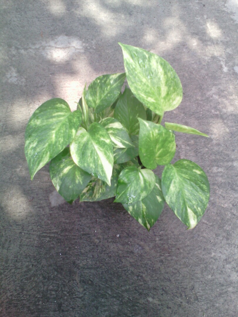 Tanaman Hias Sirih Belanda., Perkebunan di Carousell