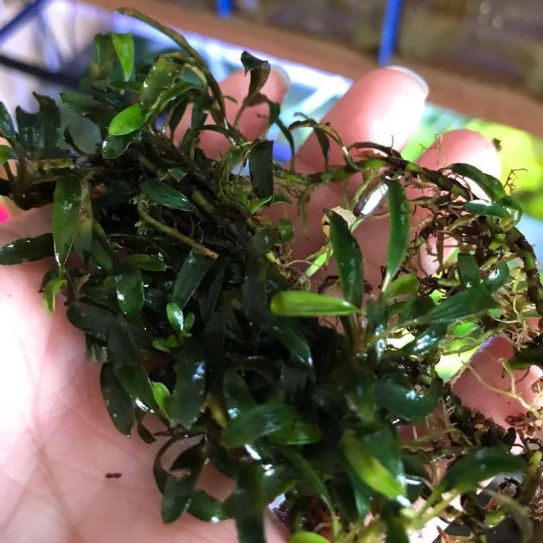 Bucephalandra “ Blue Bell “ clumps buce bucep plant submersed for ...