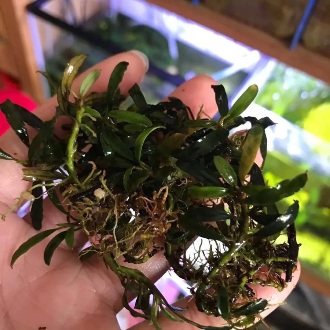 Bucephalandra “ Blue Bell “ clumps buce bucep plant submersed for ...