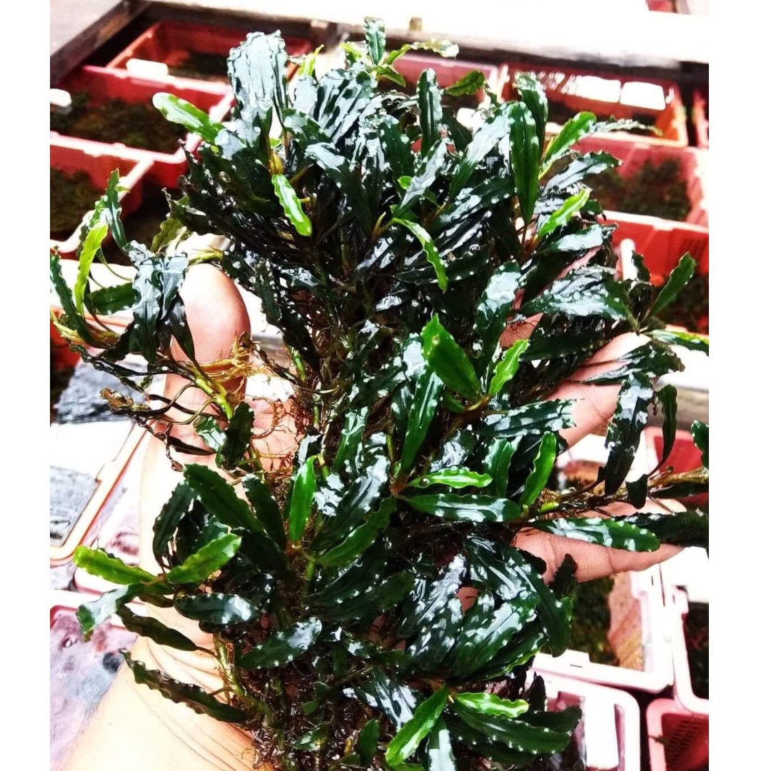 Bucephalandra “ Blue Bell “ clumps buce bucep plant submersed for ...