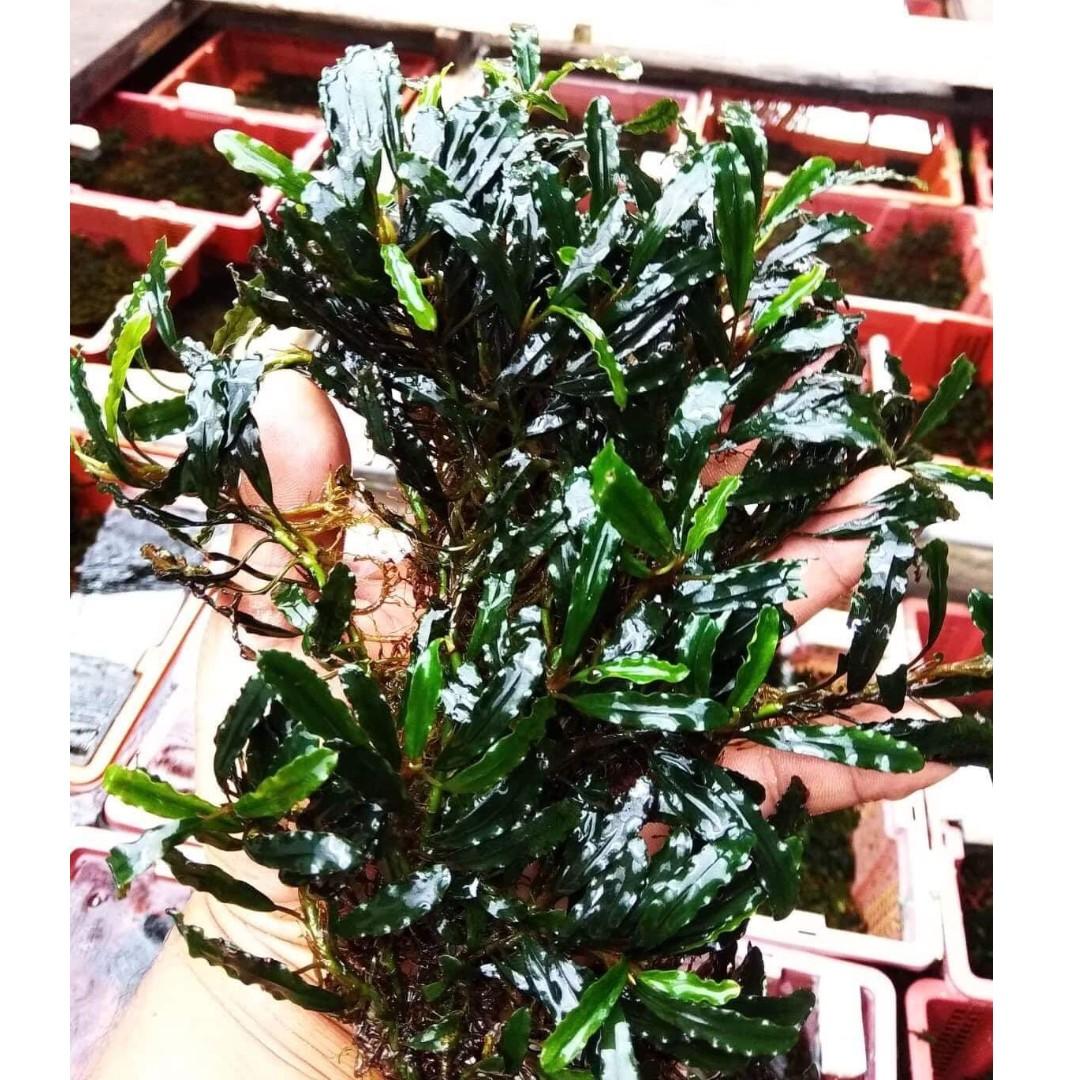 Bucephalandra “ Blue Bell “ clumps buce bucep plant submersed for ...
