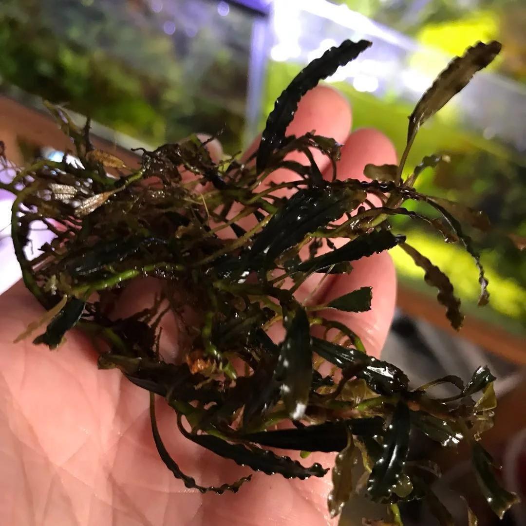Bucephalandra “ Mini Catherine Black “ buce bucep planted tank aquatic ...