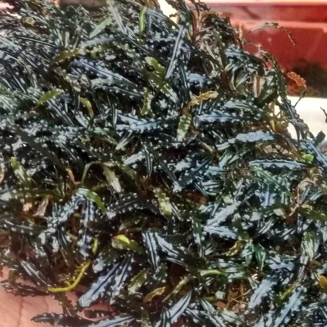 Bucephalandra “ Mini Catherine Black “ buce bucep planted tank aquatic ...