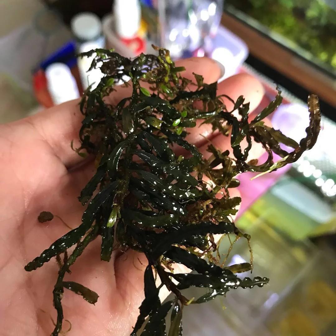 Bucephalandra “ Mini Catherine Black “ buce bucep planted tank aquatic ...