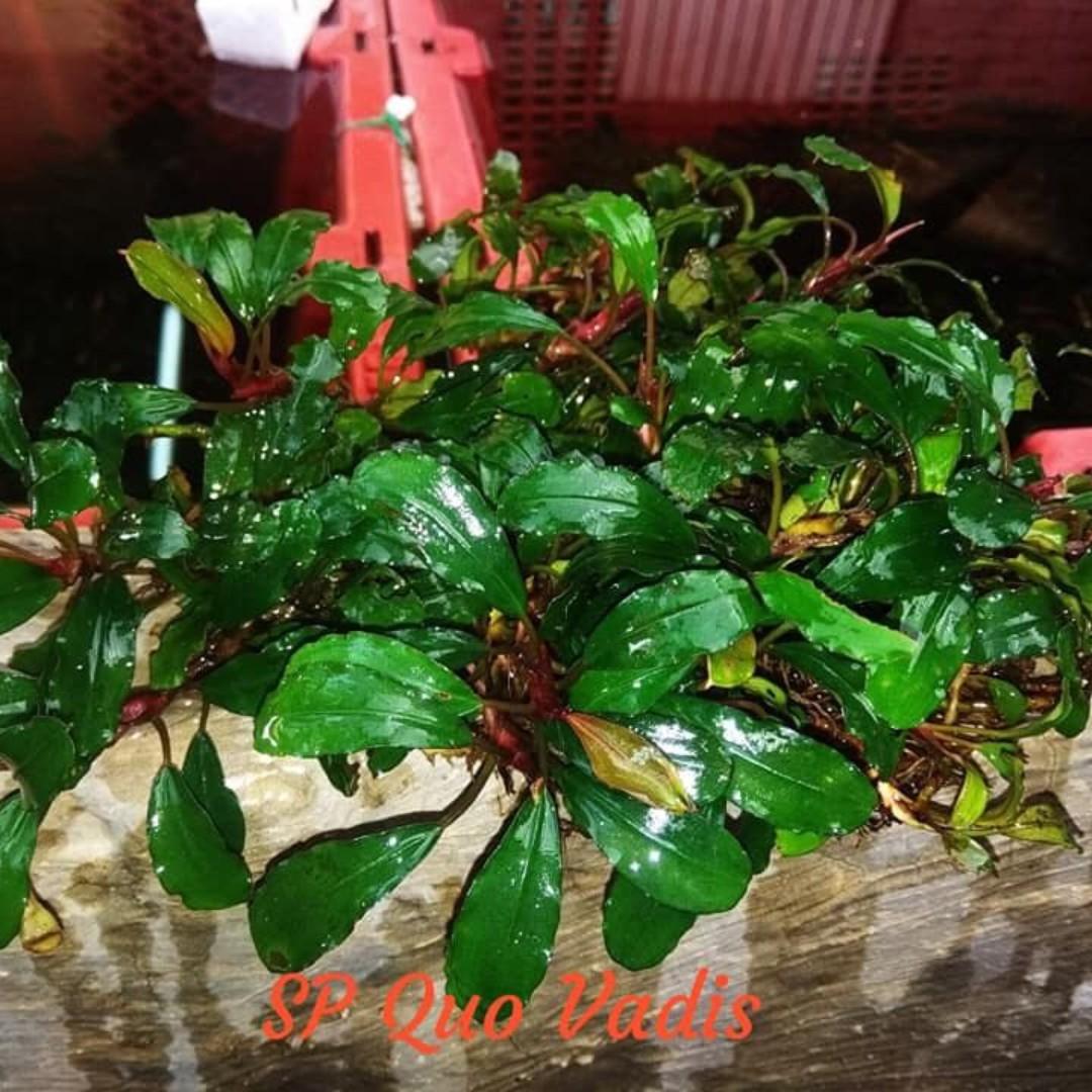 Bucephalandra “ Quo Vadis “ clumps buce bucep plant submersed for ...