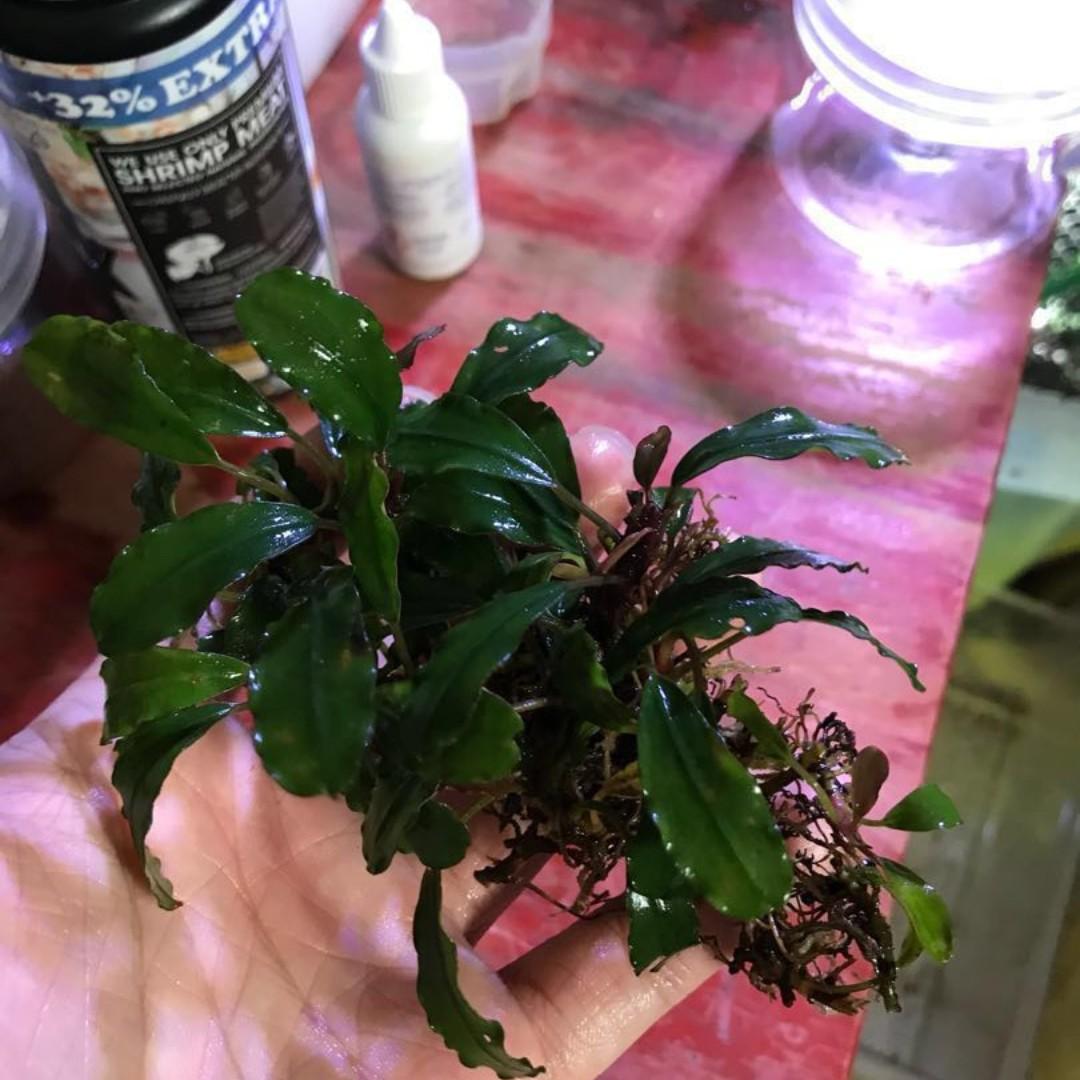 Bucephalandra “ Quo Vadis “ clumps buce bucep plant submersed for ...