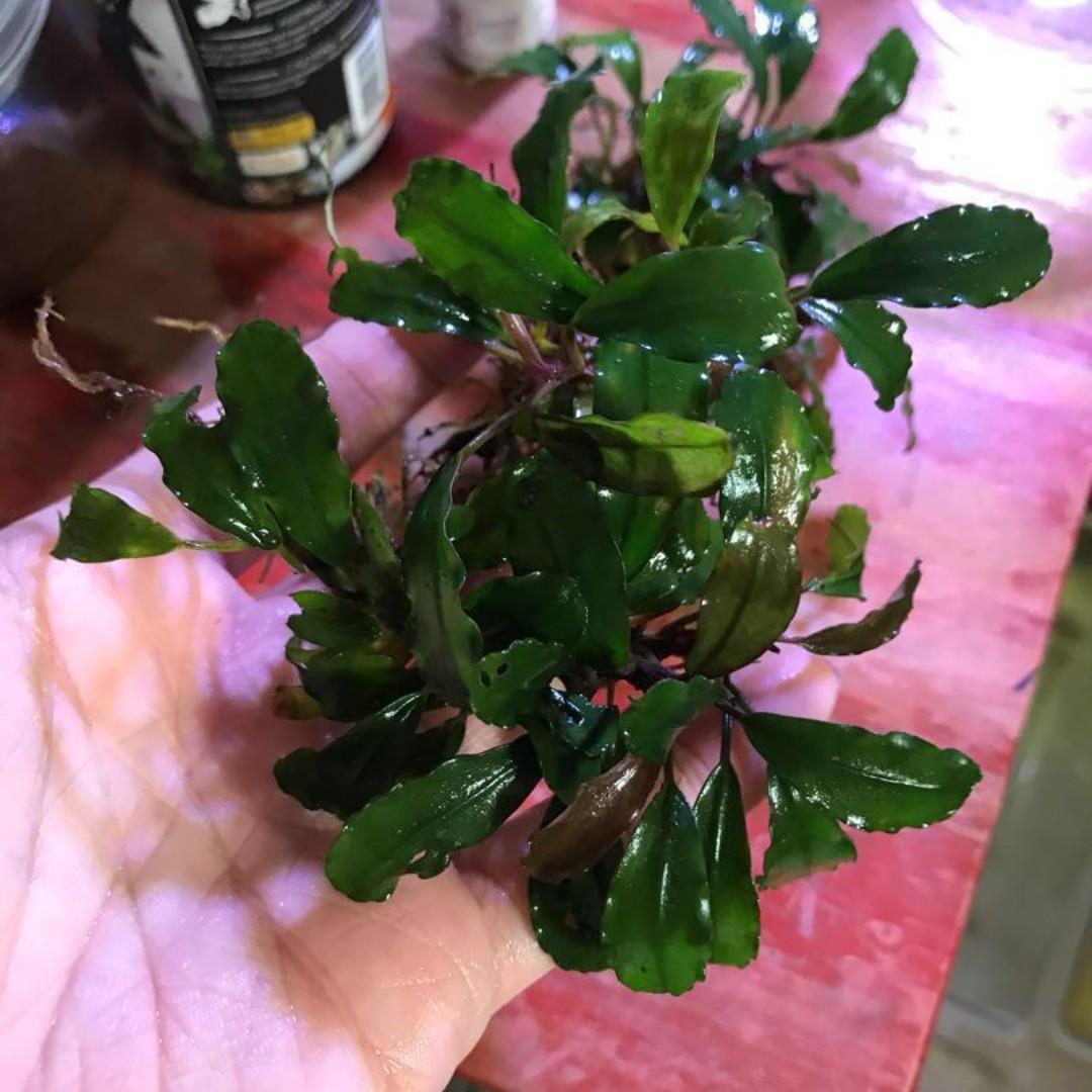 Bucephalandra “ Quo Vadis “ clumps buce bucep plant submersed for ...