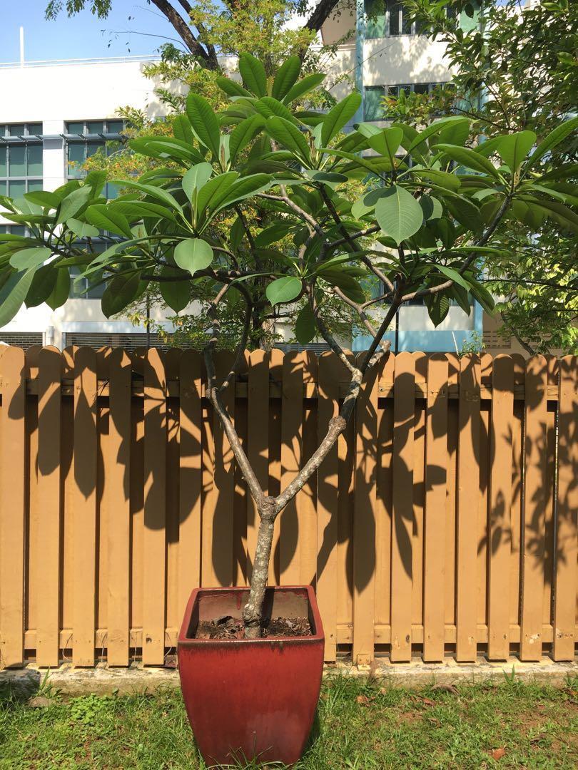 Bright pink frangipani tree in large glazed pot, Furniture & Home ...