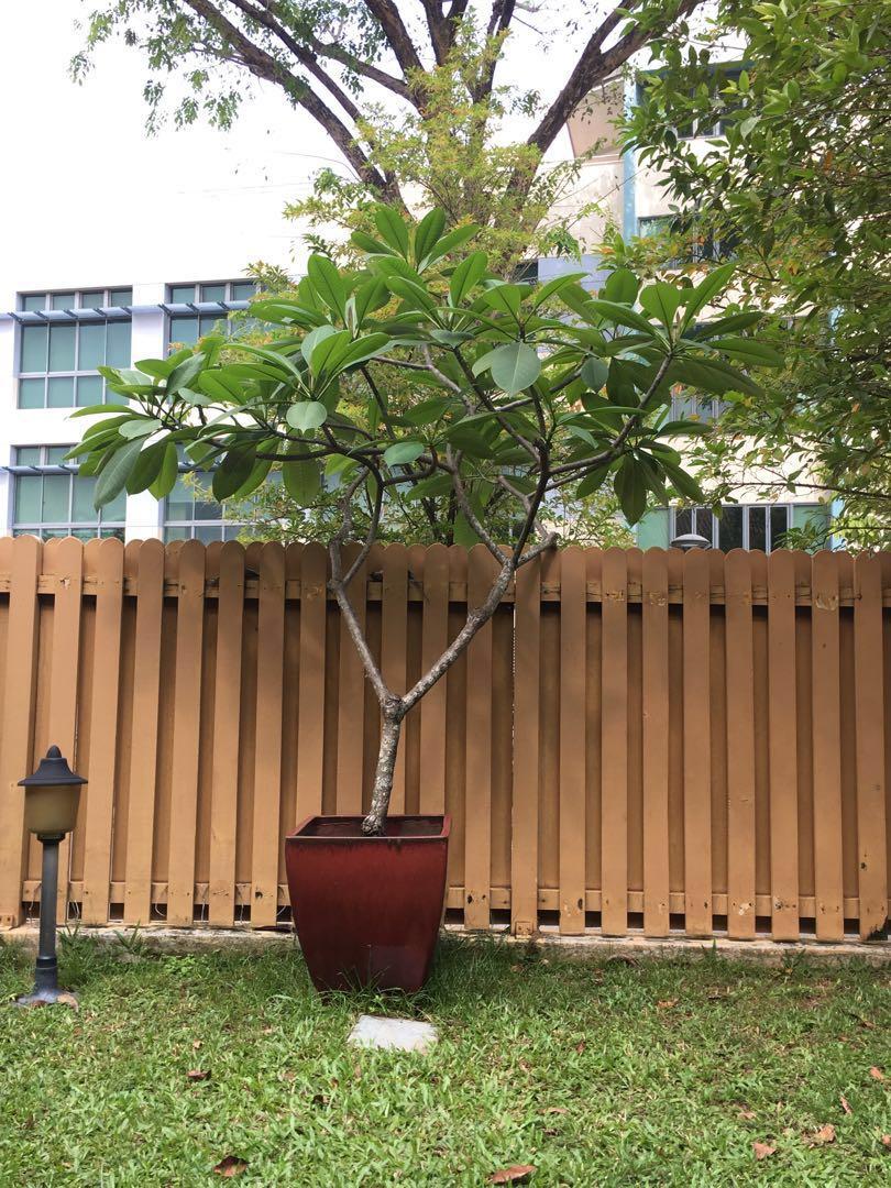 Bright pink frangipani tree in large glazed pot, Furniture & Home ...