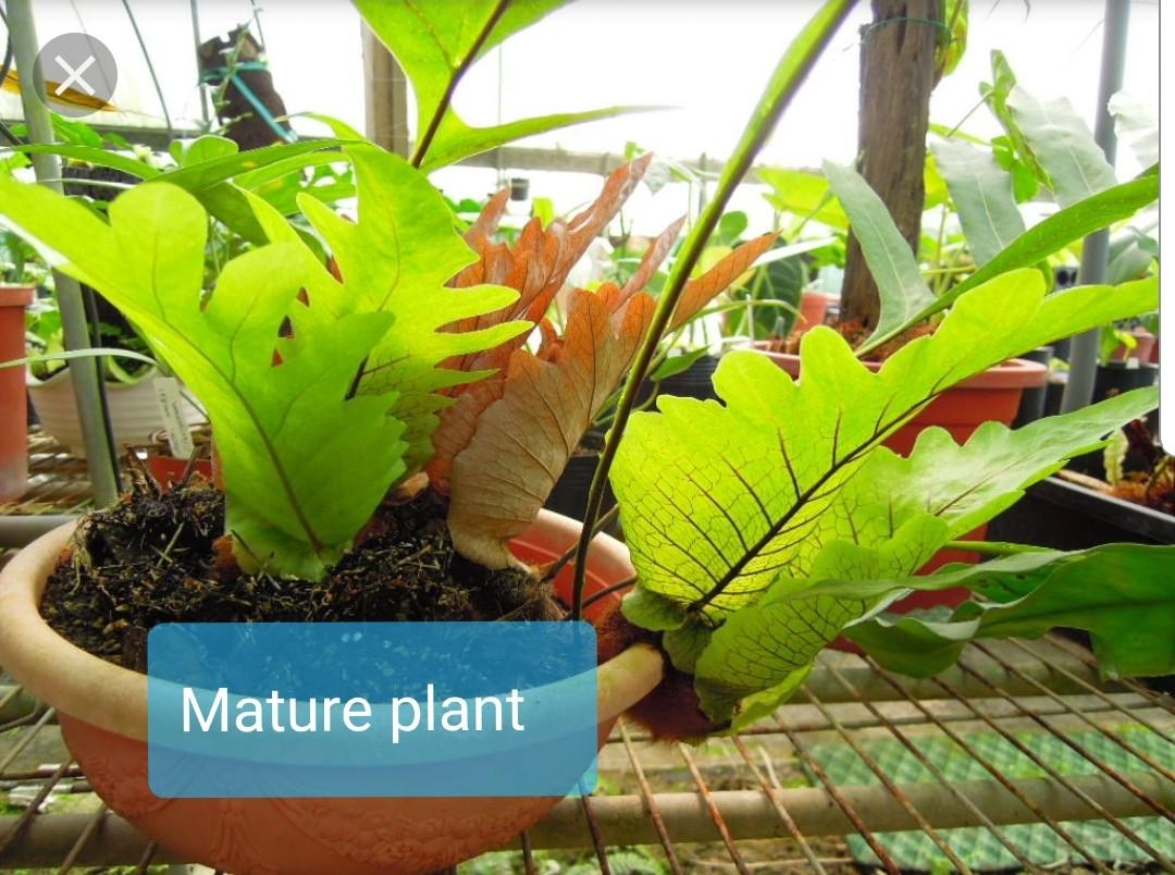 Drynaria roosii 槲蕨, Gardening, Plants on Carousell