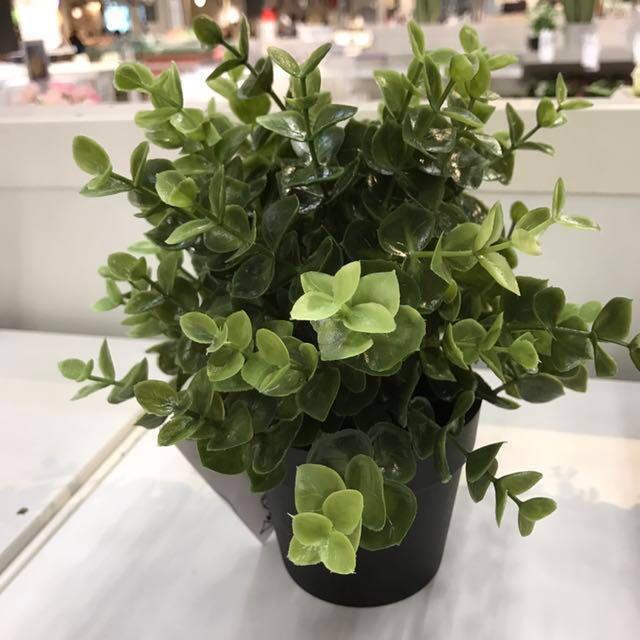 Ikea Fejka Each Mini Tree Artificial Plants, Furniture & Home Living ...