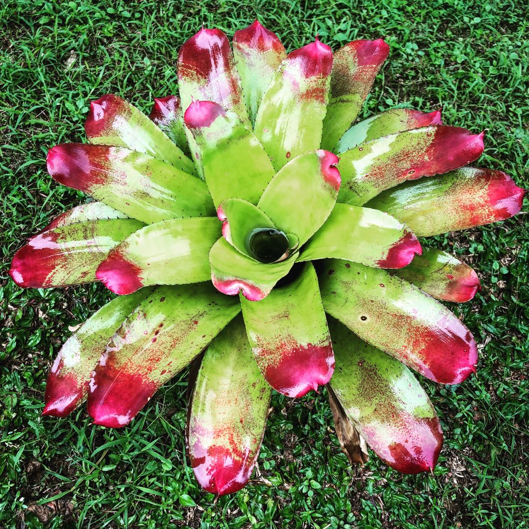 Bromeliad : Neoregelia SunKing, Furniture & Home Living, Gardening ...